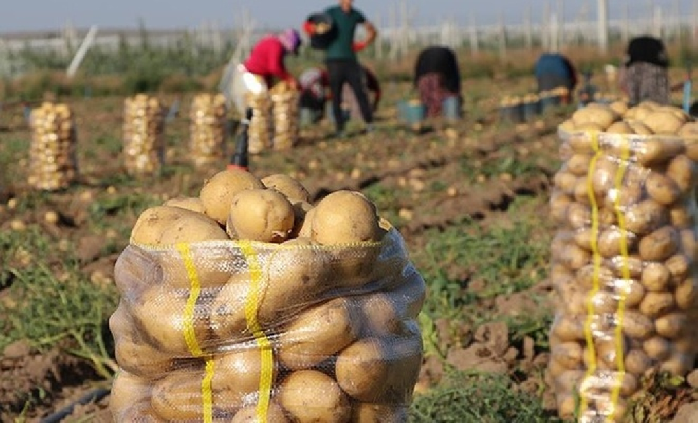 'Tonlarca soğan ve patates çürüyüp atılmayı bekliyor' | Yurtsever